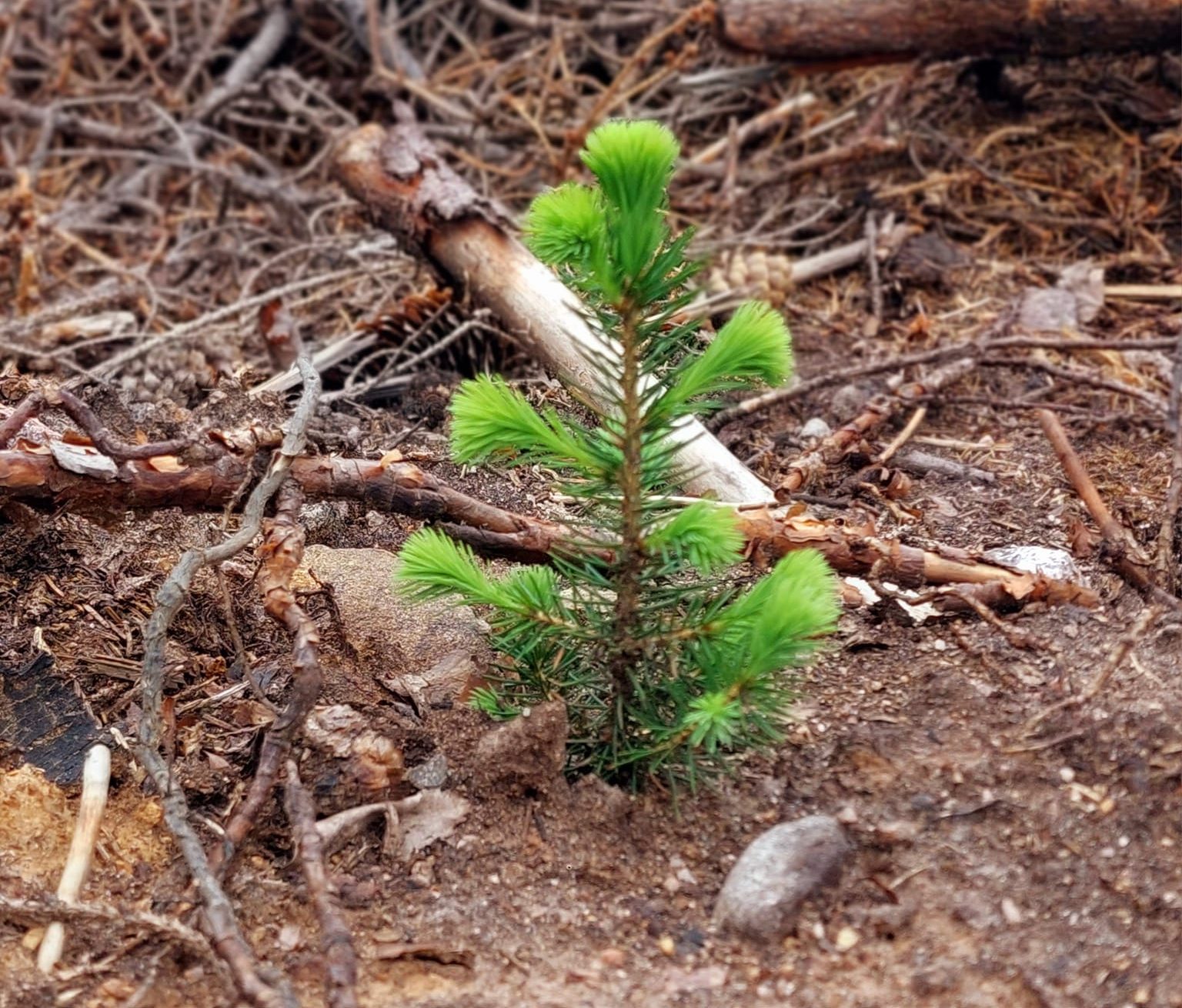 Metsäpalvelut - Varvikko : Varvikko